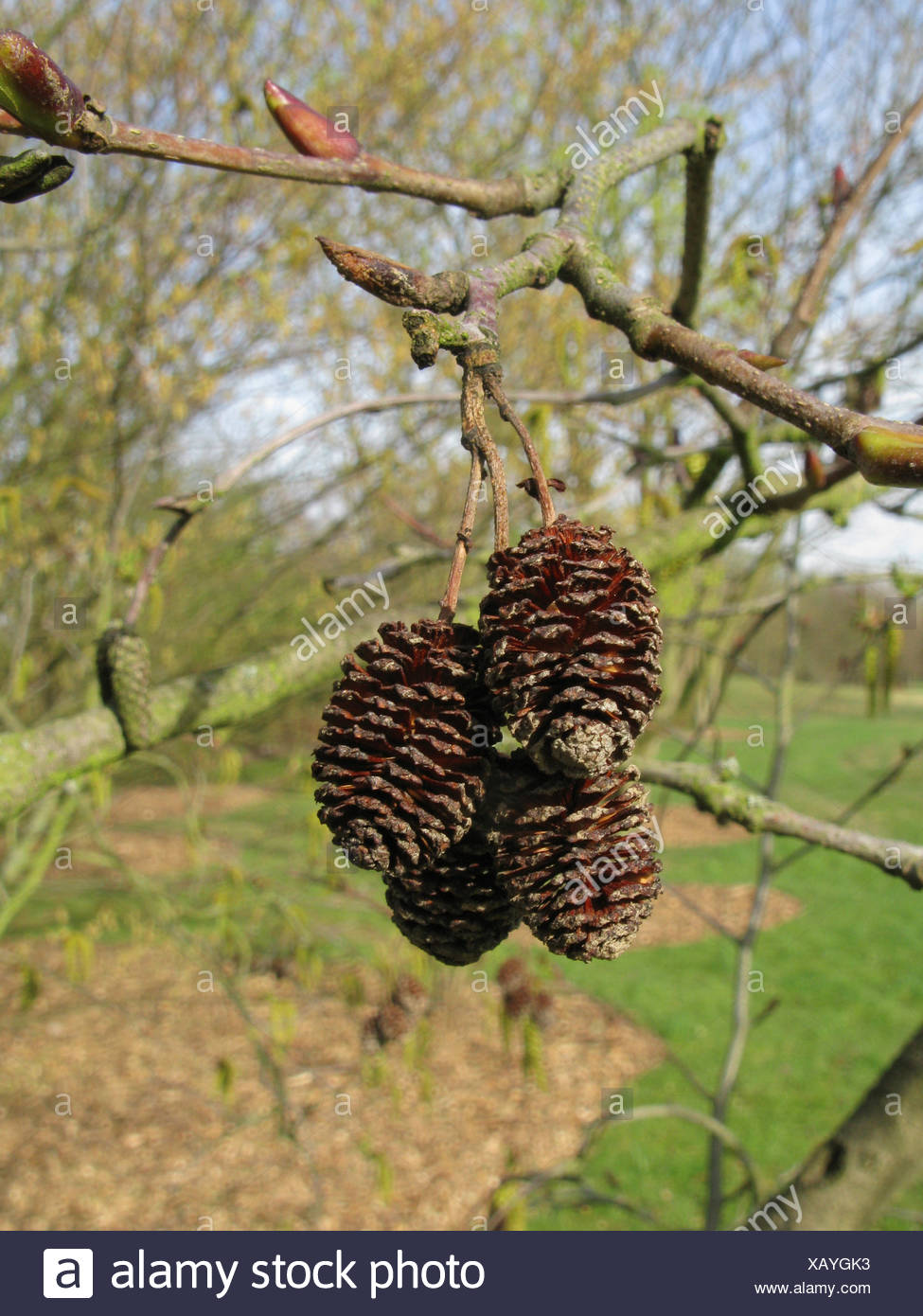 Mature Alder Tree High Resolution Stock Photography and Images - Alamy