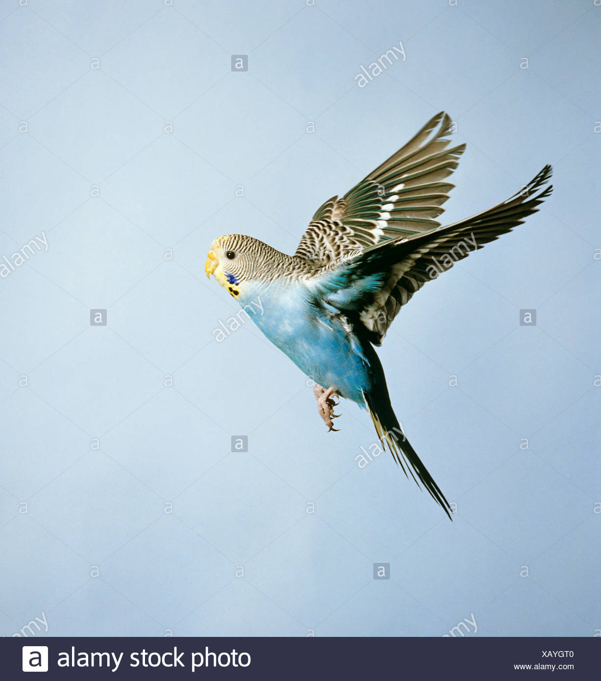 Budgerigar Flying High Resolution Stock Photography and Images - Alamy