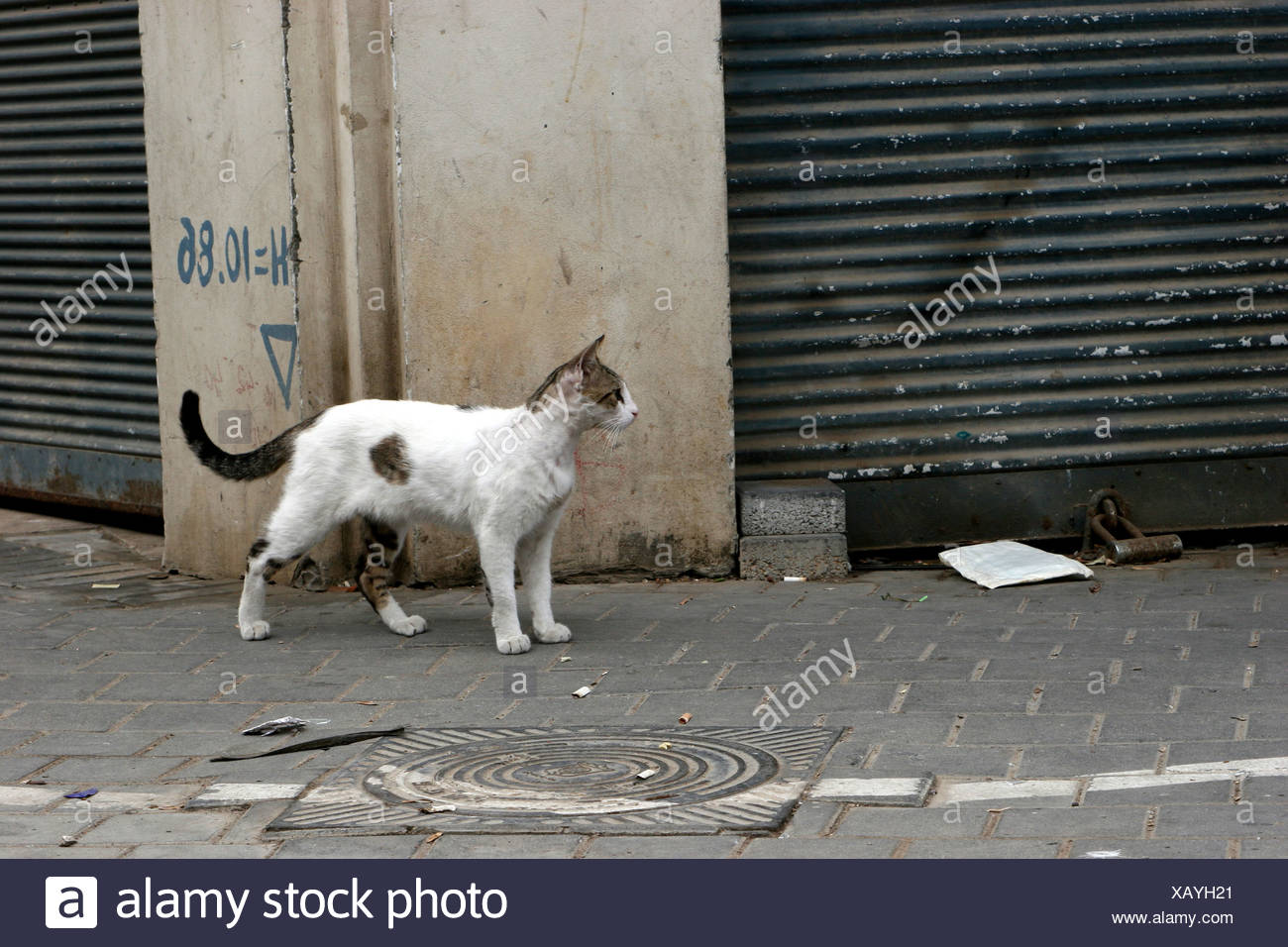 Alley Cat High Resolution Stock Photography and Images - Alamy