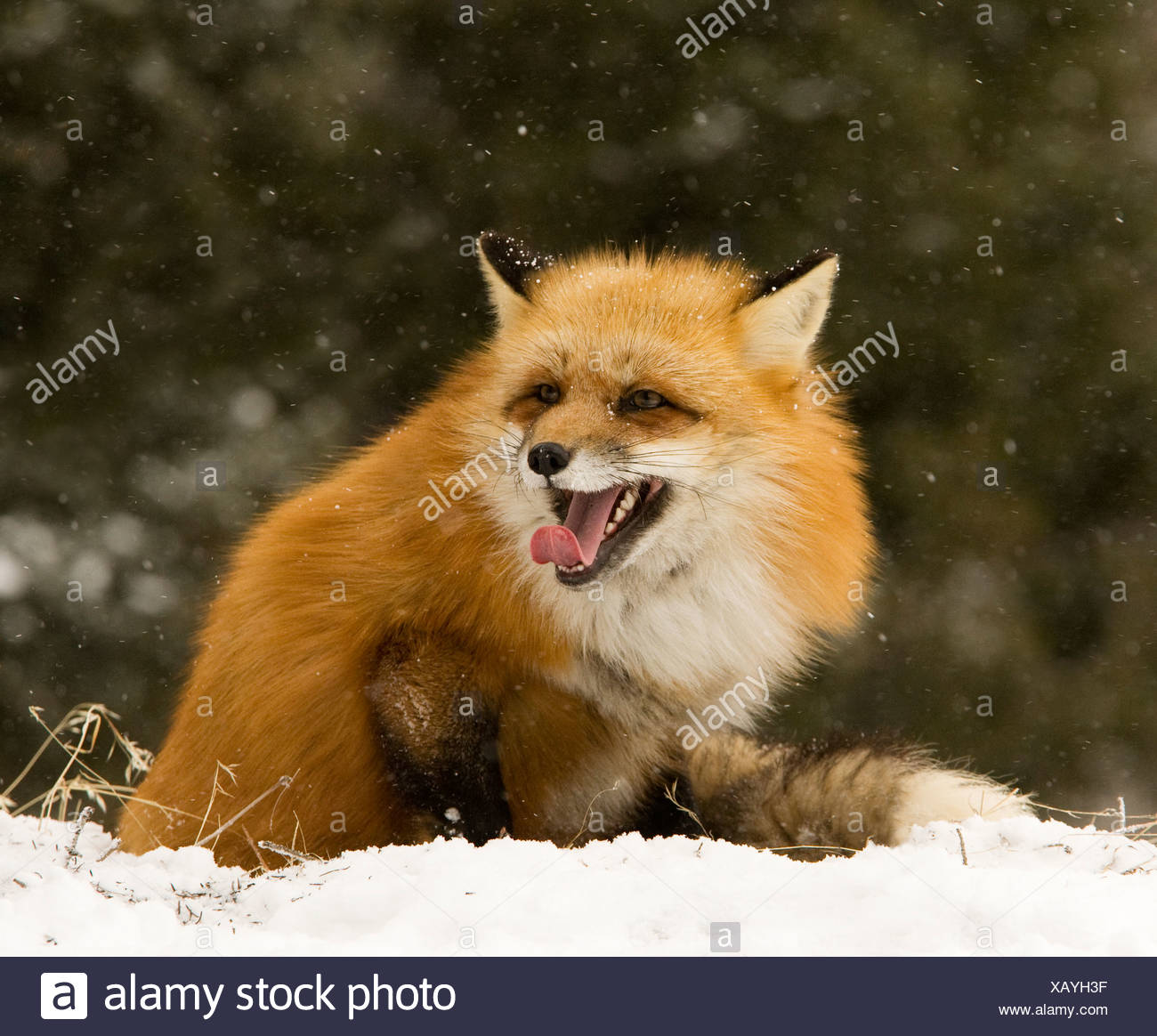 Fox Mouth Open High Resolution Stock Photography and Images - Alamy
