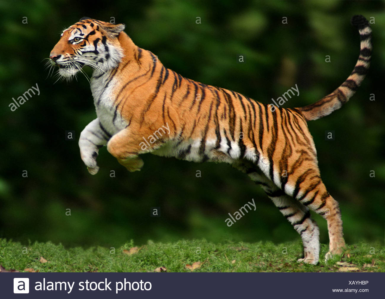Bengal Tiger Jumping High Resolution Stock Photography and Images - Alamy