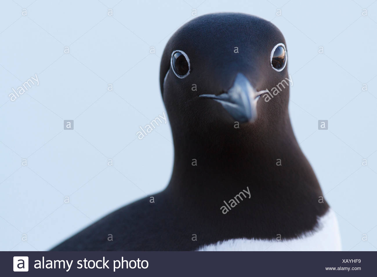 Bird With White Ring Around Eye High Resolution Stock Photography and ...