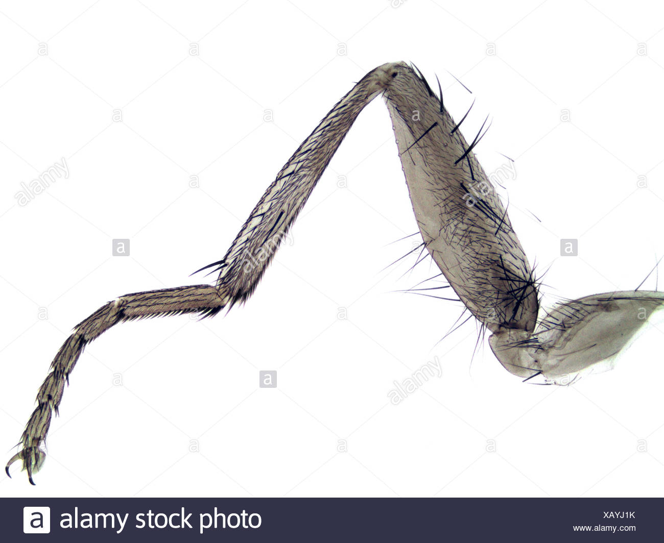 Leg Of A House Fly High Resolution Stock Photography and Images - Alamy