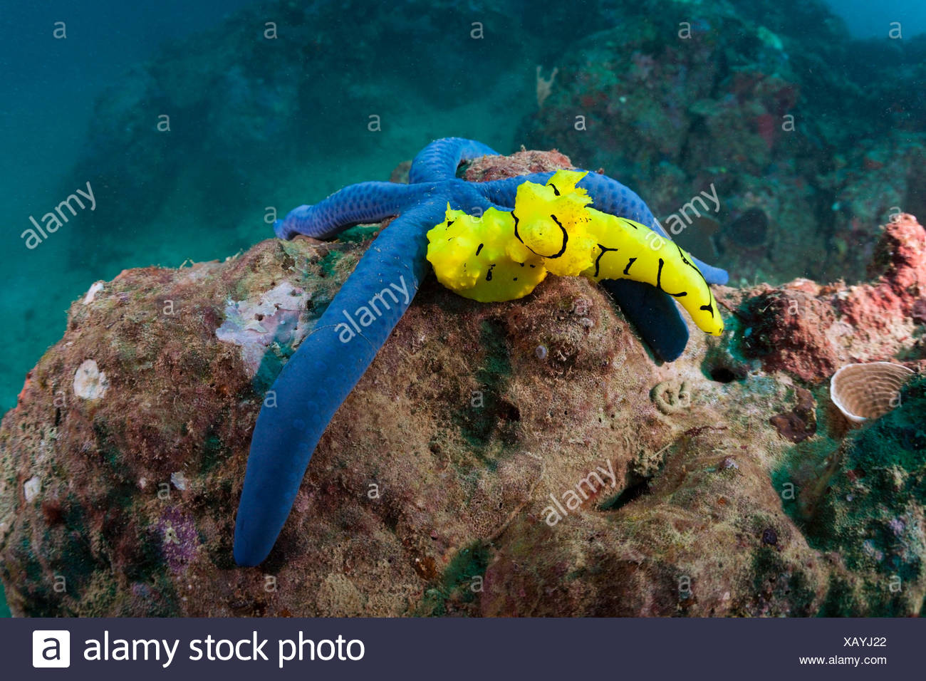 Blue And Yellow Sea Slug Stock Photos & Blue And Yellow Sea Slug Stock ...