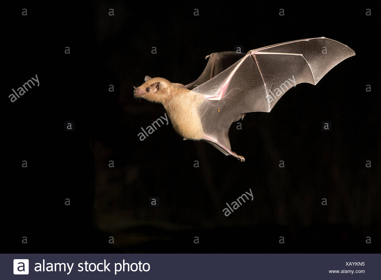Southern Long Nosed Bat High Resolution Stock Photography and Images ...