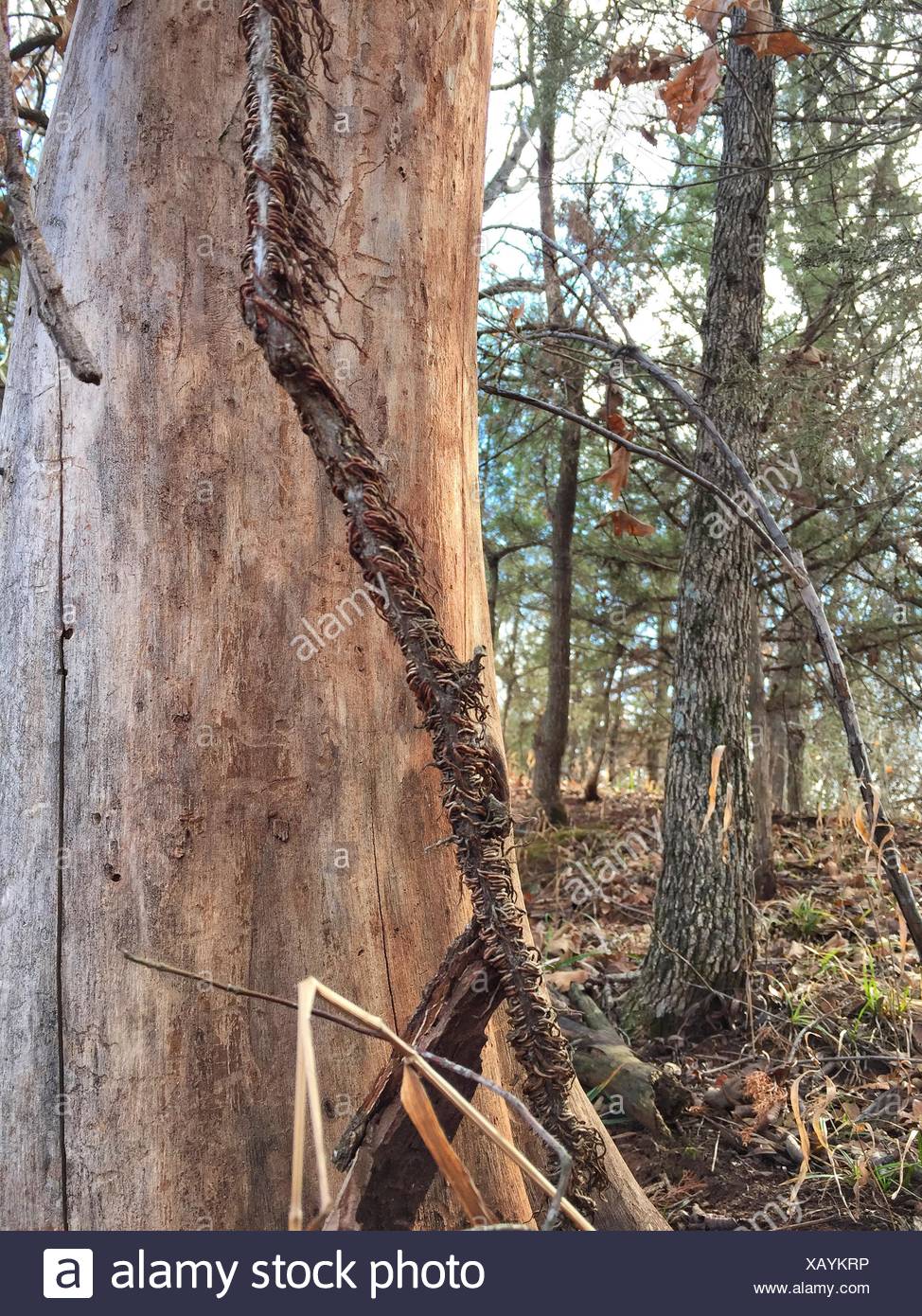 Barkless Branch High Resolution Stock Photography and Images - Alamy