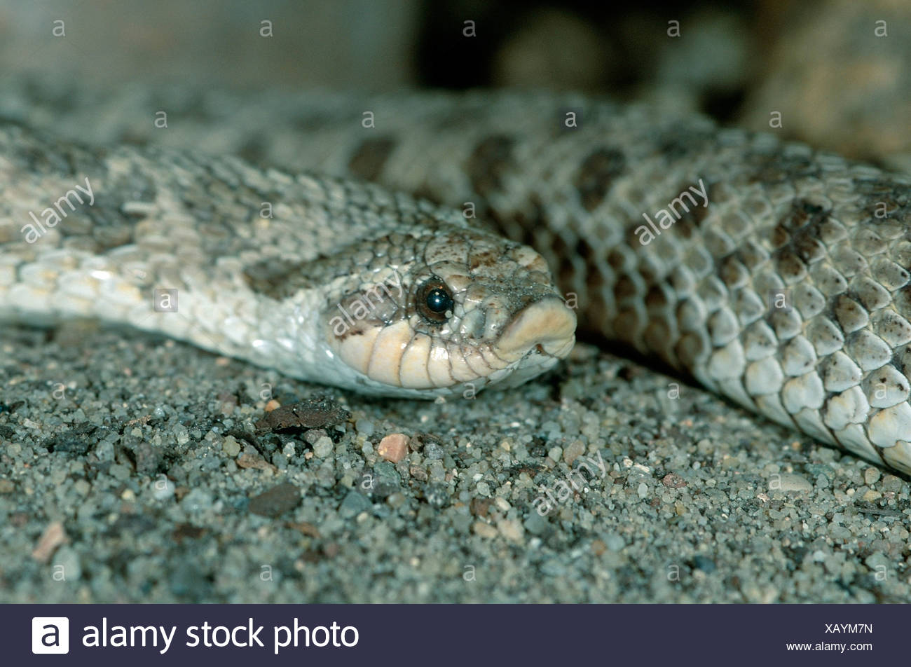 Hog Nosed Snake High Resolution Stock Photography and Images - Alamy