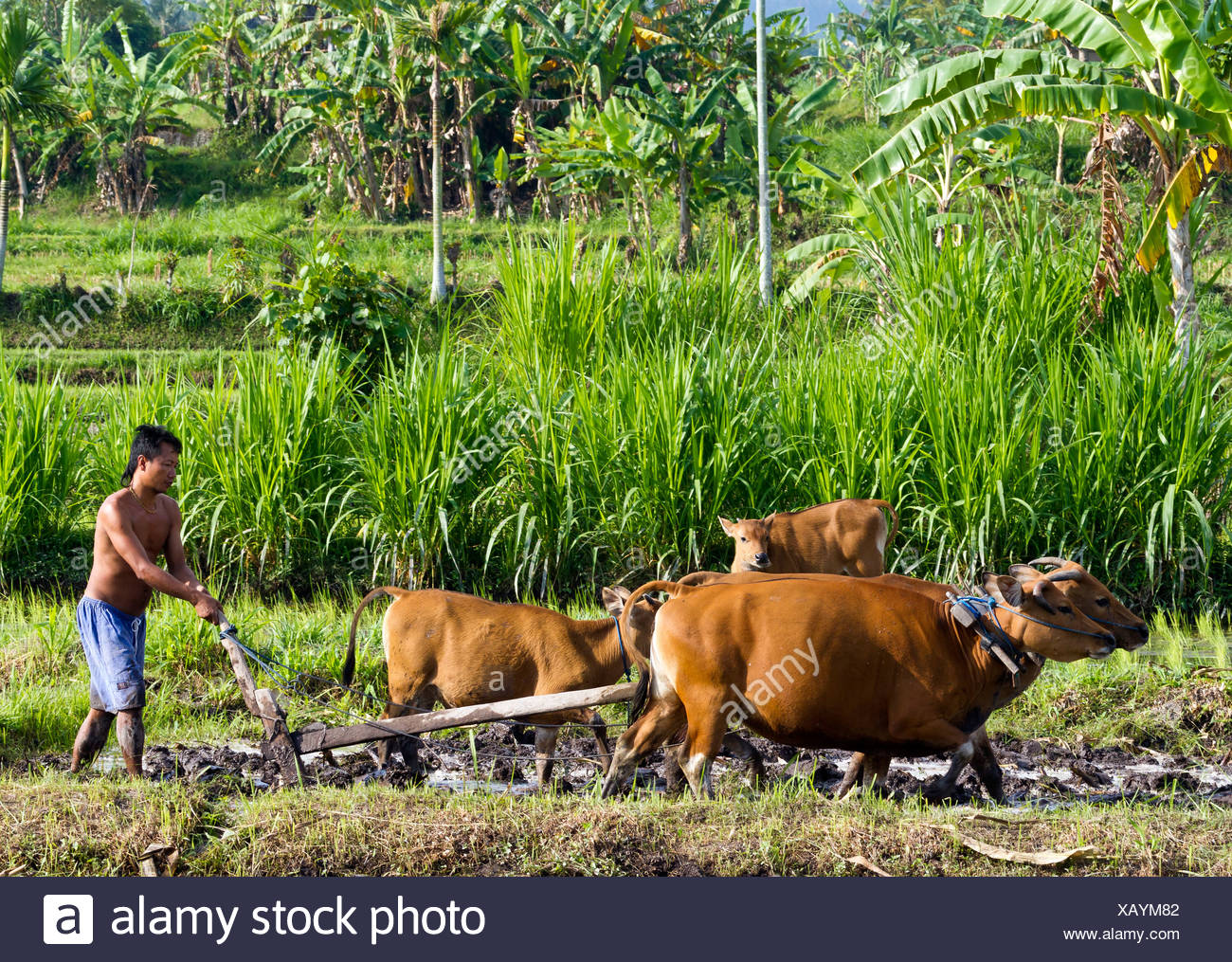 Southeast Buffalo High Resolution Stock Photography and Images - Alamy