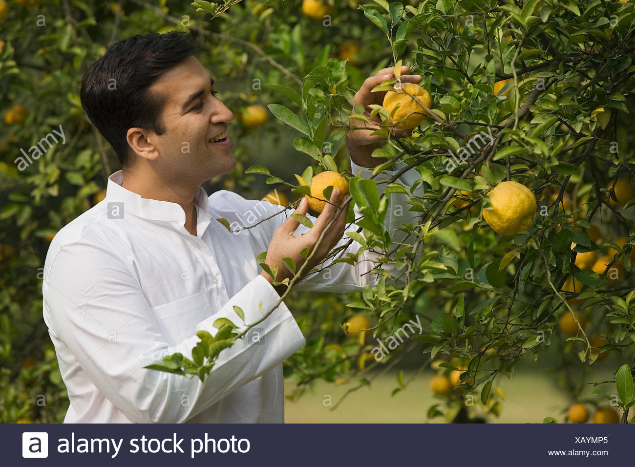 Indian Fruit Tree Stock Photos & Indian Fruit Tree Stock Images - Alamy