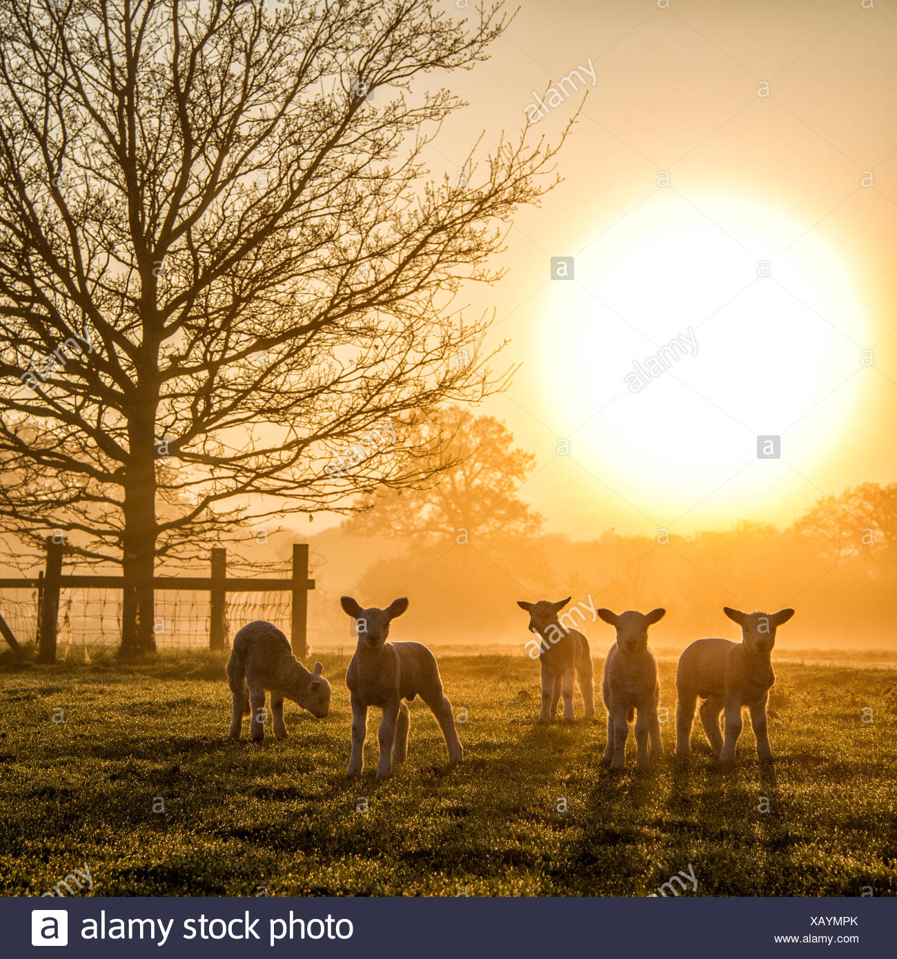 Lambs In The Field High Resolution Stock Photography and Images - Alamy