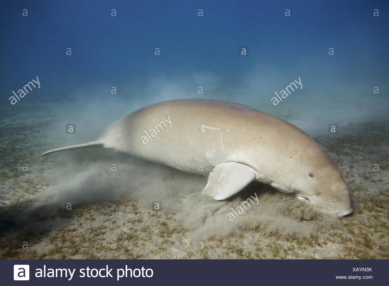 Dugong High Resolution Stock Photography and Images - Alamy