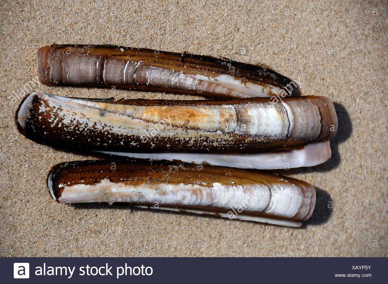 Clams Algae High Resolution Stock Photography and Images - Alamy