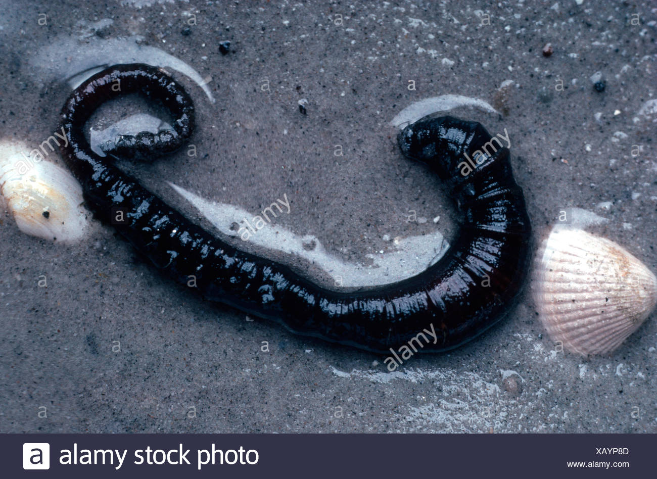 Sand Worm High Resolution Stock Photography and Images - Alamy