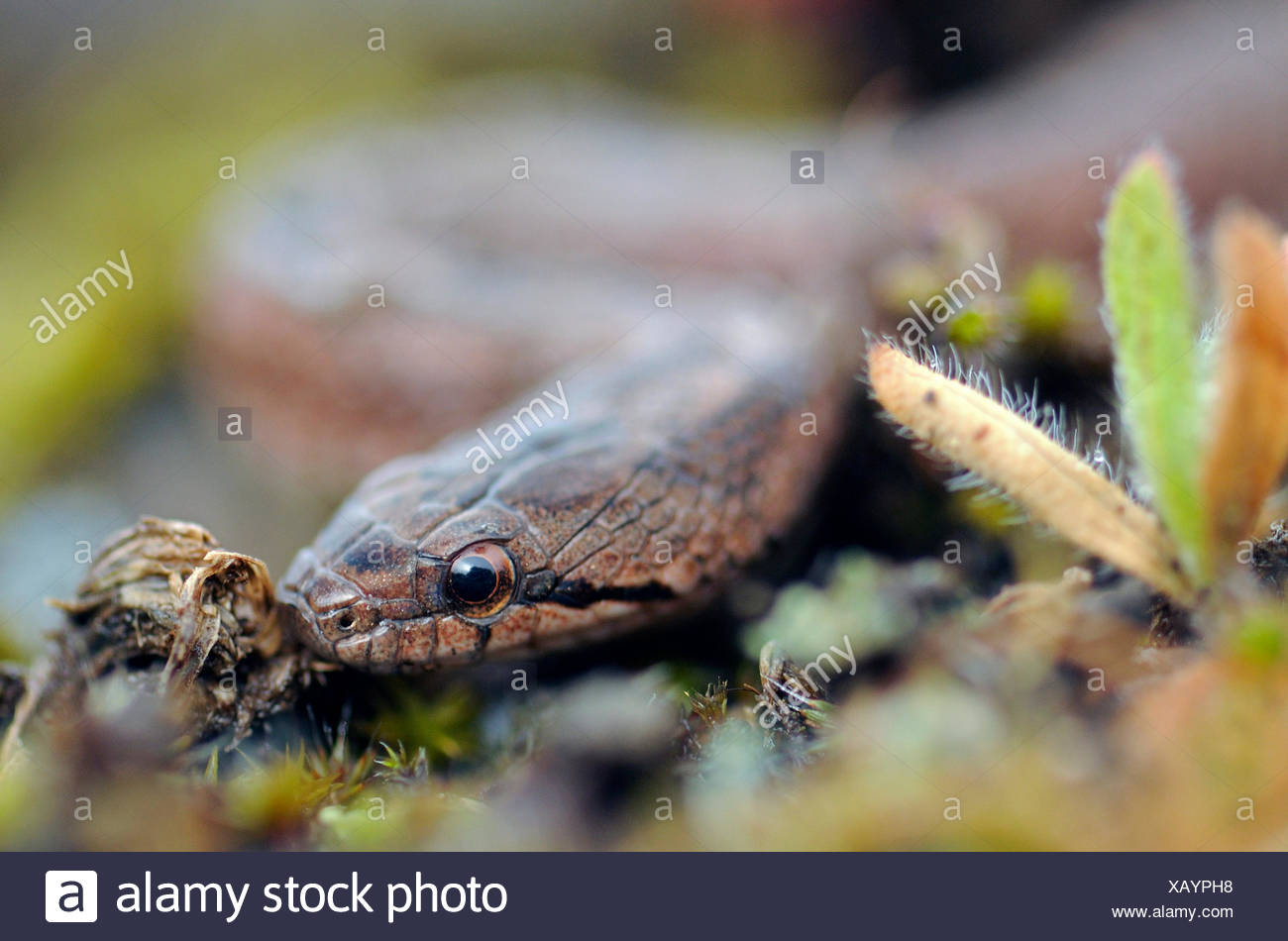 Snakes Of Spain High Resolution Stock Photography and Images - Alamy