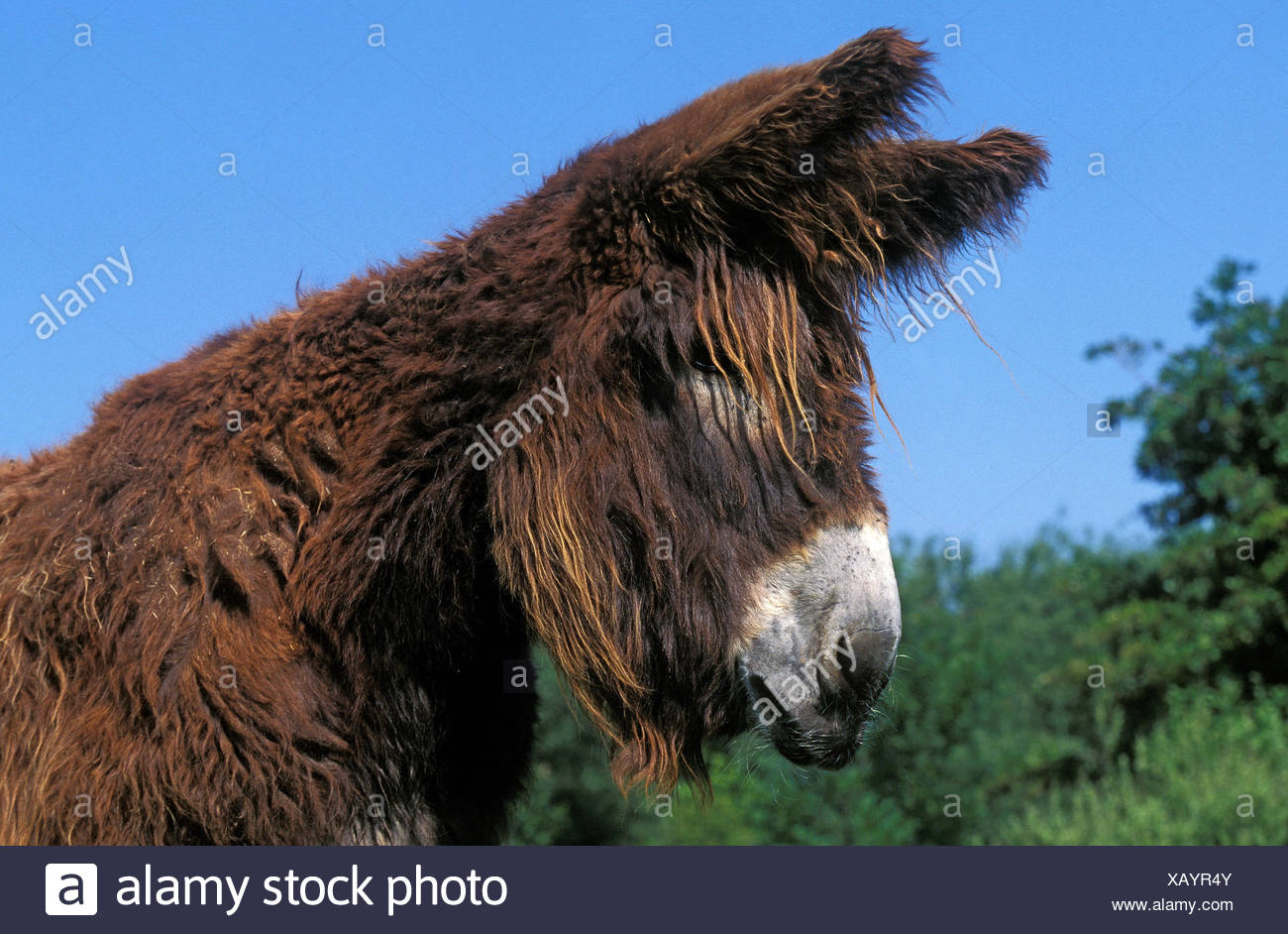 Donkey At Farm High Resolution Stock Photography and Images - Alamy