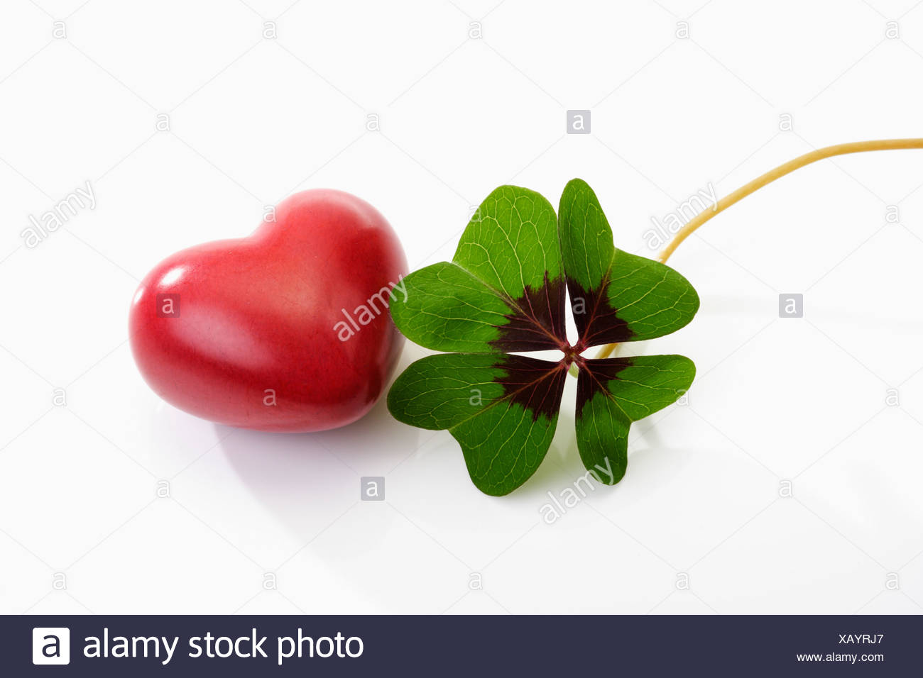 Leaf Clover High Resolution Stock Photography and Images - Alamy