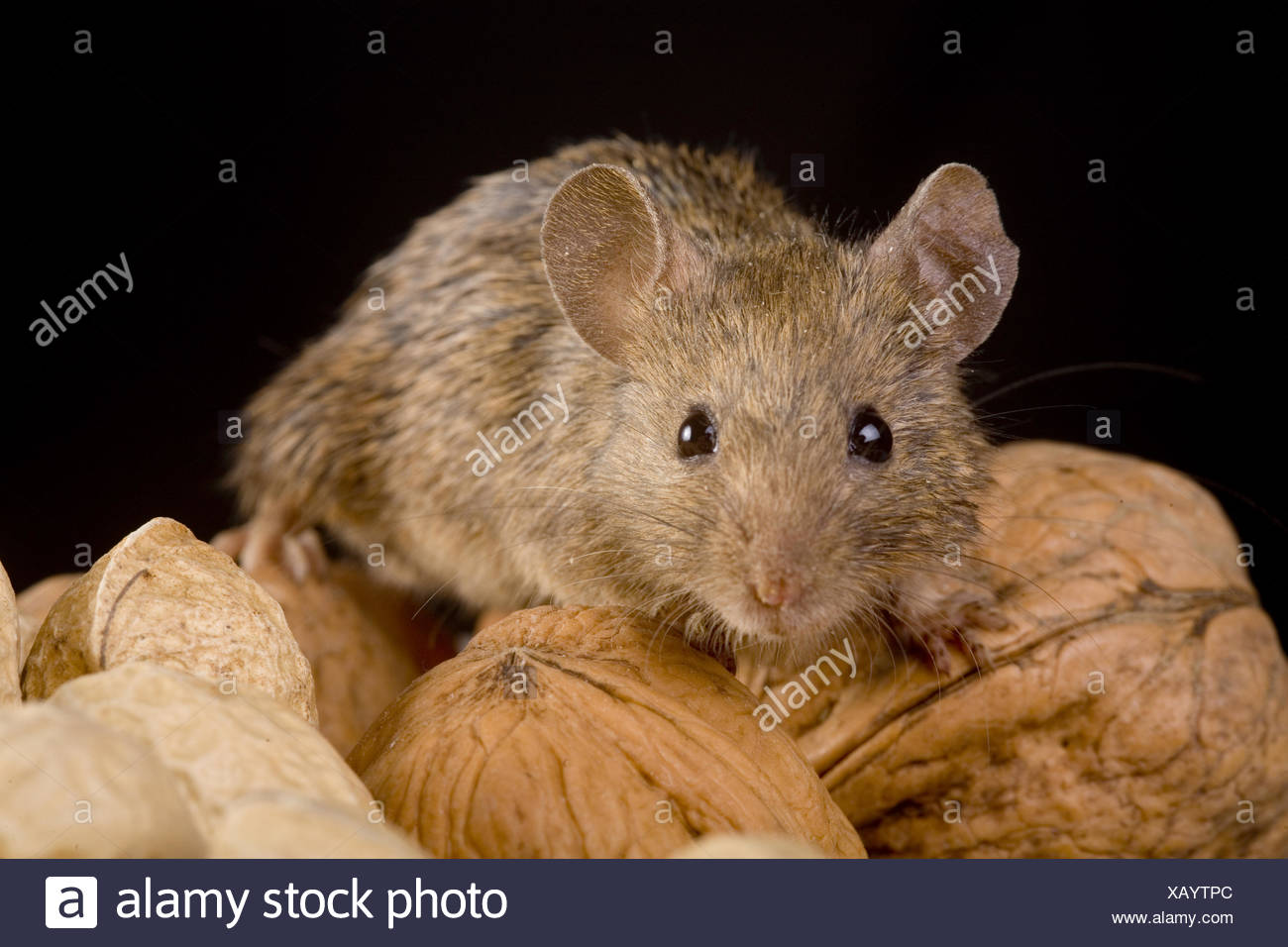 Eating Mouses High Resolution Stock Photography and Images - Alamy