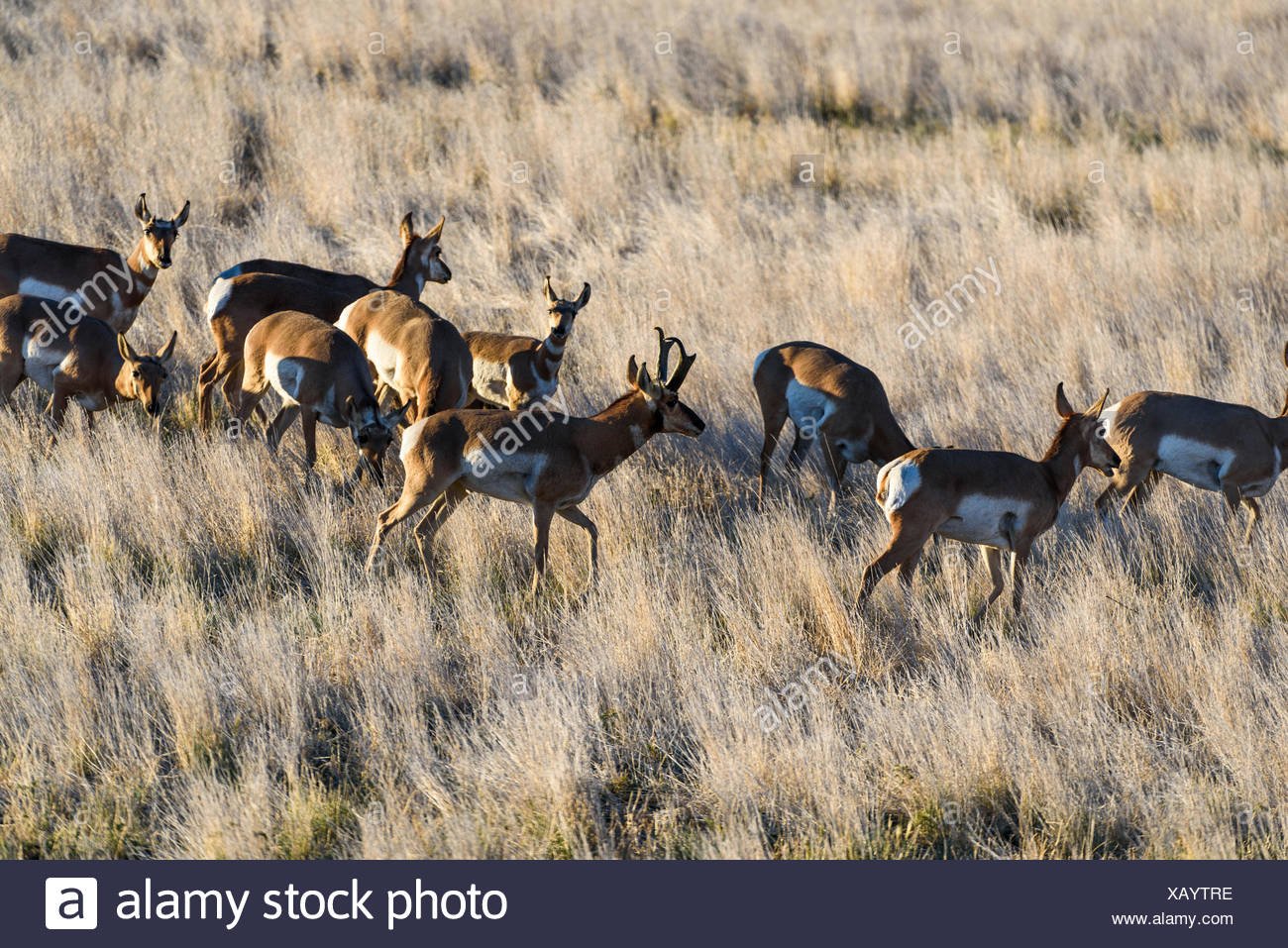 Antelope Oregon High Resolution Stock Photography and Images - Alamy