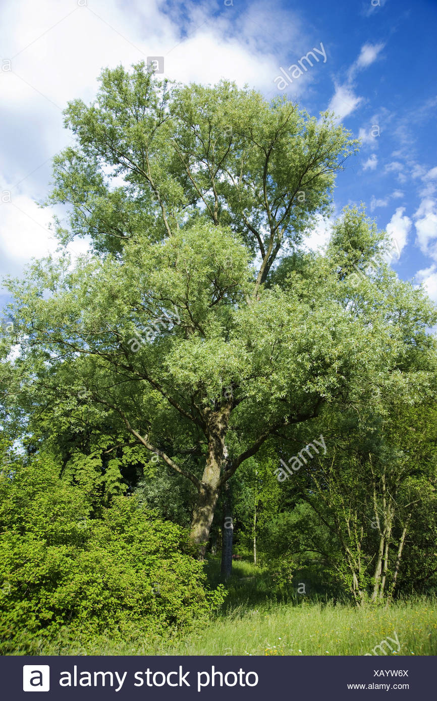 White Willow Tree High Resolution Stock Photography and Images - Alamy