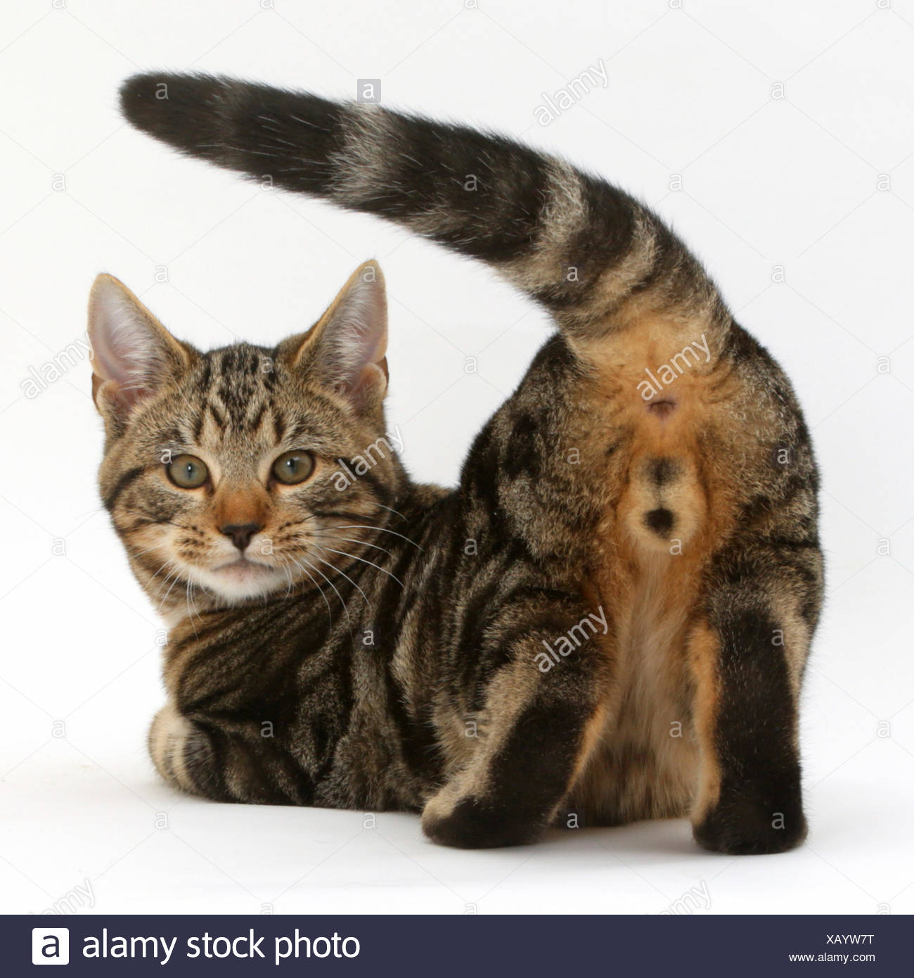 White Rear End High Resolution Stock Photography and Images - Alamy