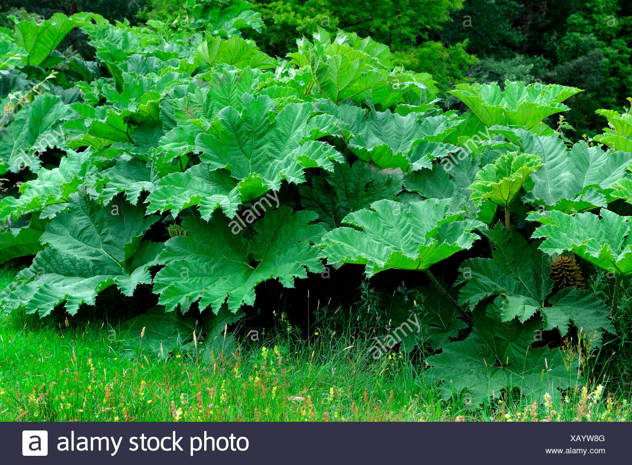 Gunnera Gunneraceae High Resolution Stock Photography and Images - Alamy