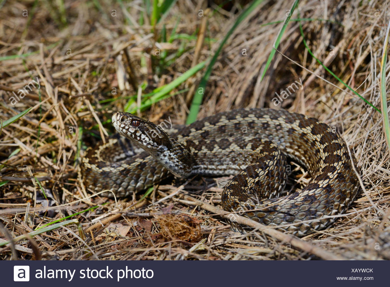 Orsinis Viper Vipera Ursinii Stock Photos & Orsinis Viper Vipera ...