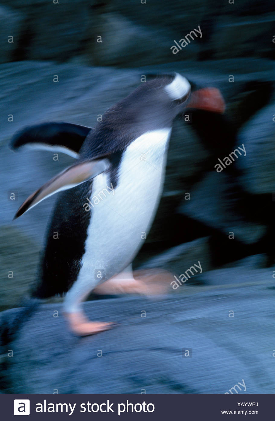 Slow Moving Animals High Resolution Stock Photography and Images - Alamy