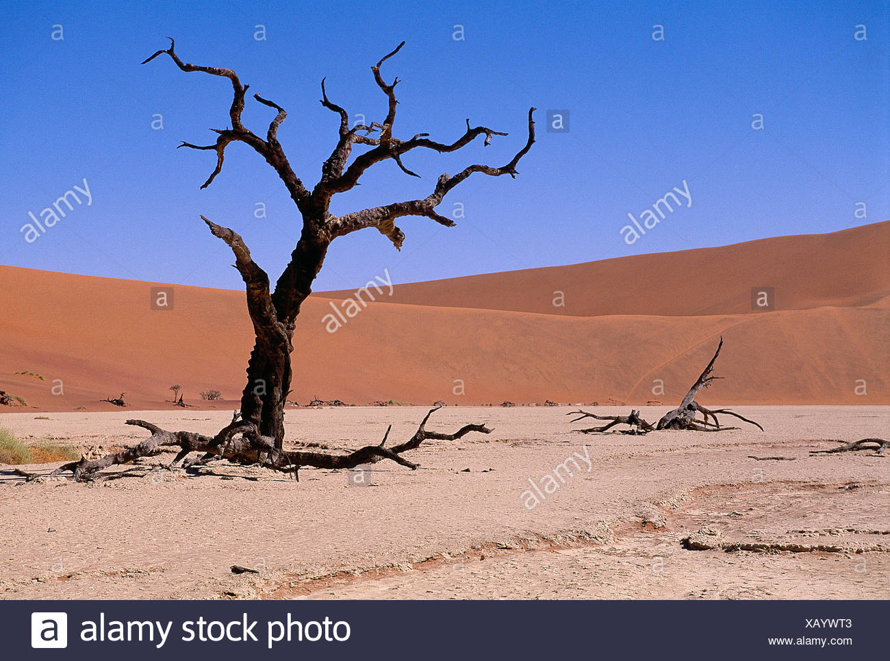 Namib Desert Trees Dune High Resolution Stock Photography and Images ...