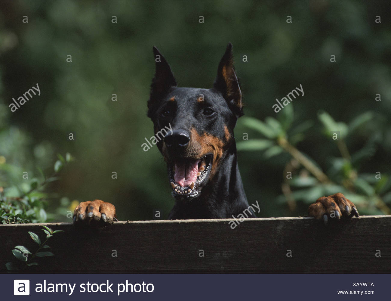 Doberman Barking Stock Photos & Doberman Barking Stock Images - Alamy