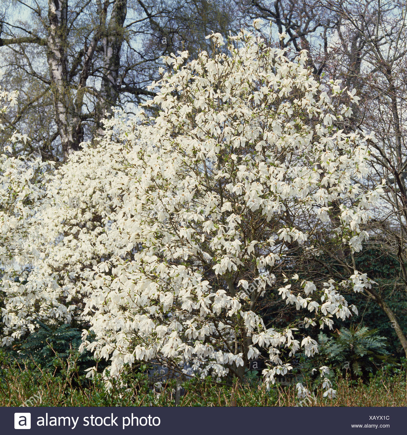 Magnolia Magnolia Wadas Memory High Resolution Stock Photography and ...