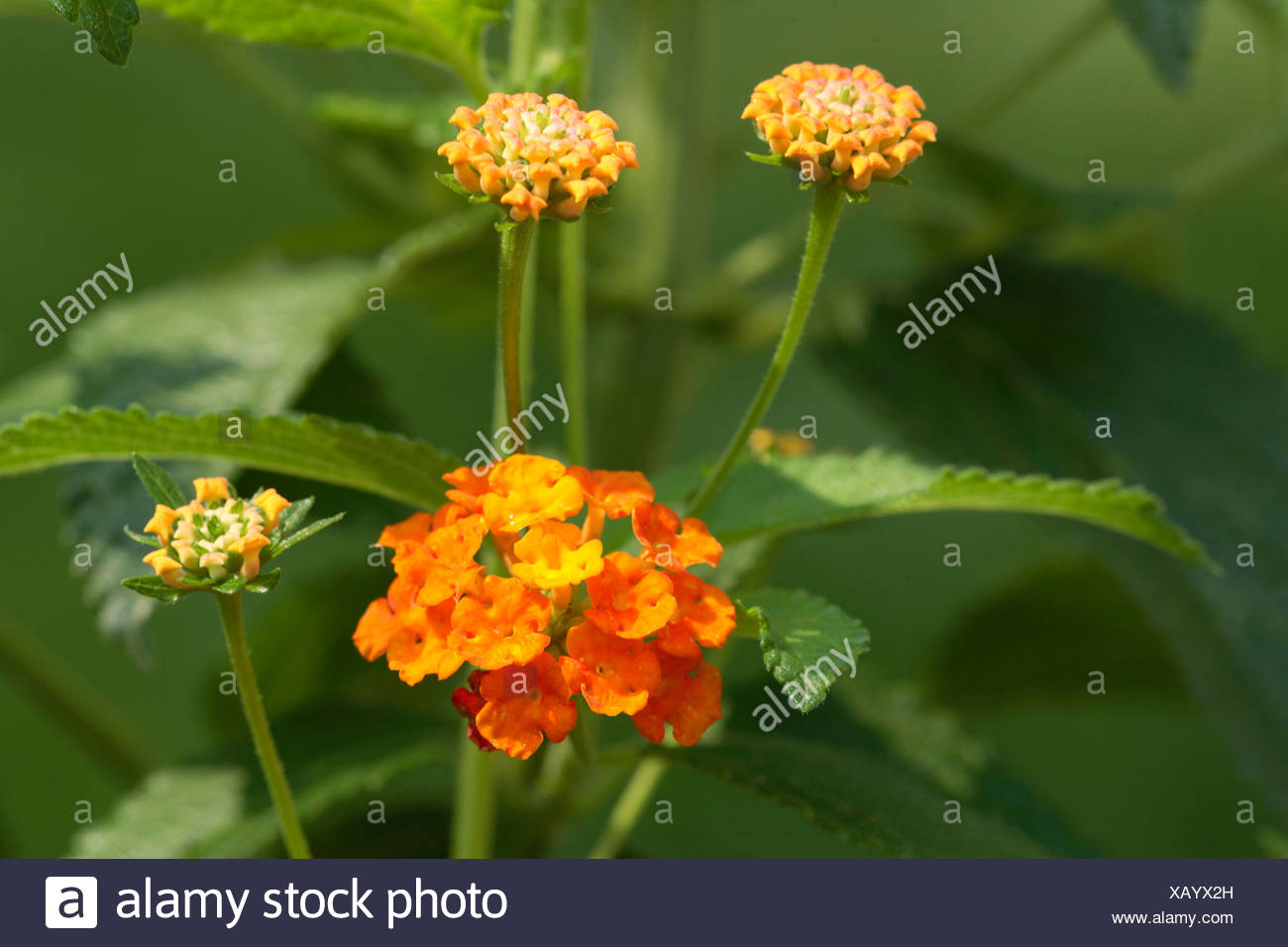 Common Lantana Lantana Camara Stock Photos & Common Lantana Lantana ...