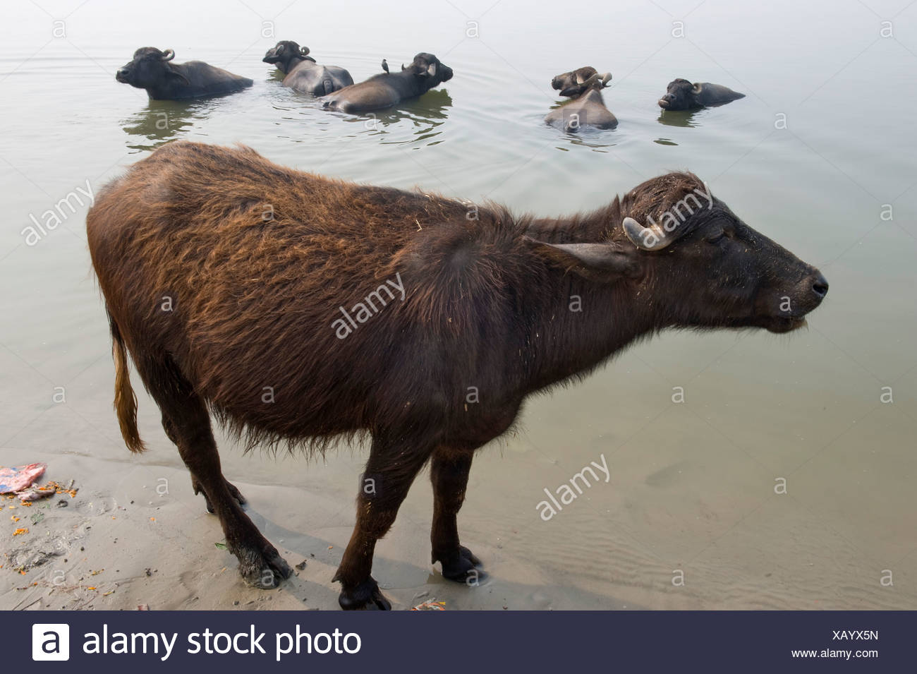 Indian Water Buffalo High Resolution Stock Photography and Images - Alamy
