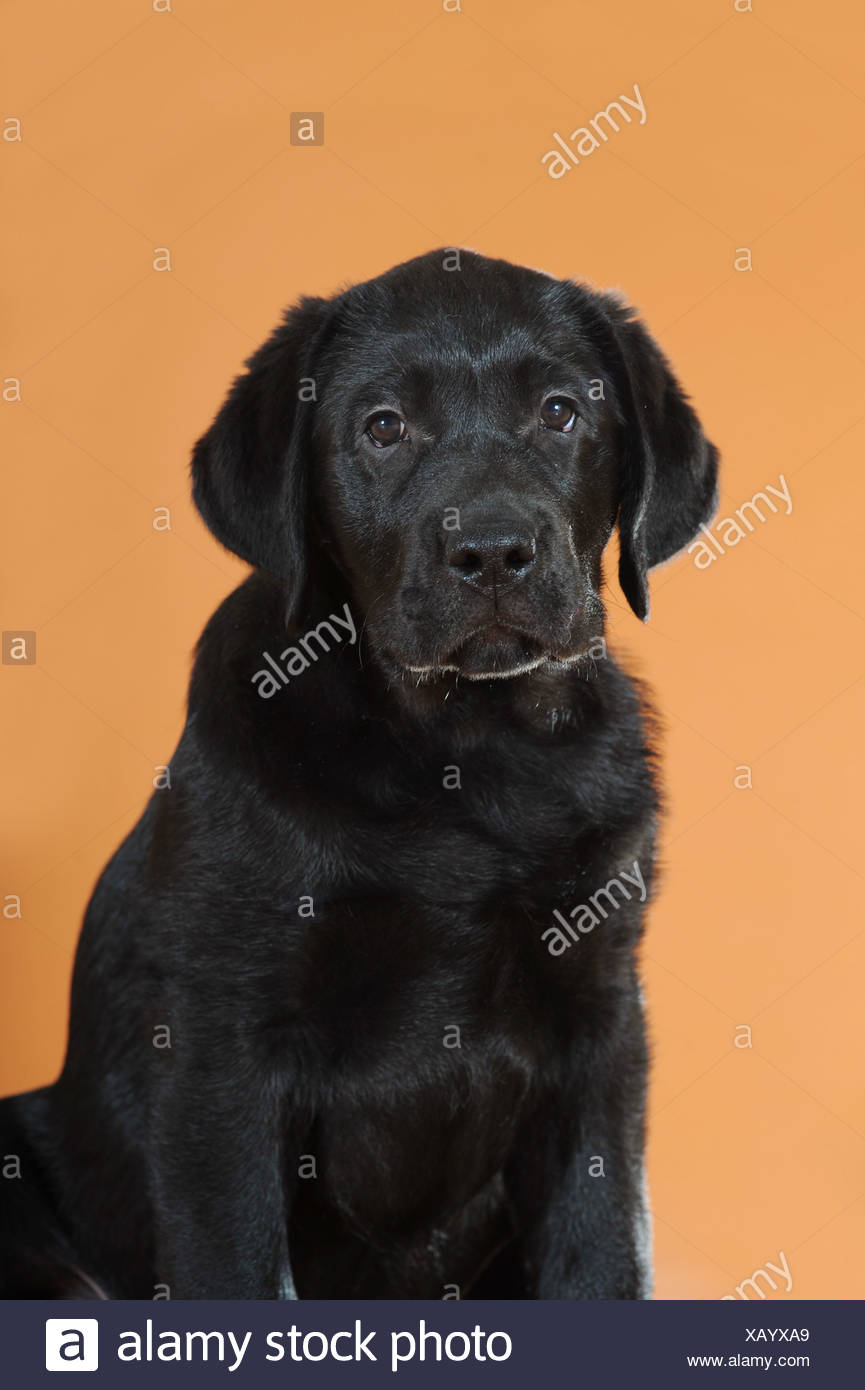 Labrador Puppy Black Labs Stock Photos & Labrador Puppy Black Labs ...