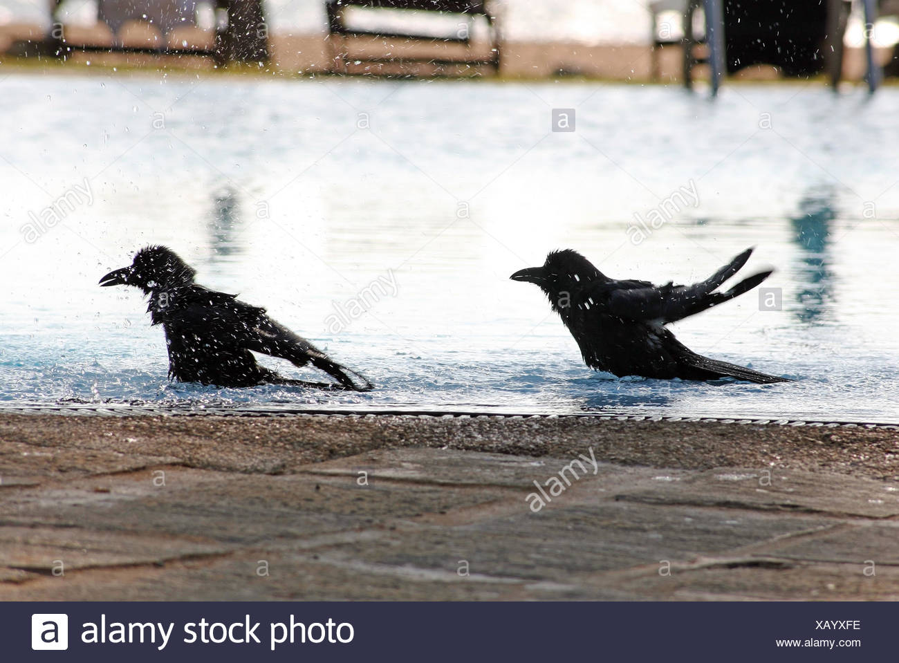 Ceylon Crows High Resolution Stock Photography and Images - Alamy