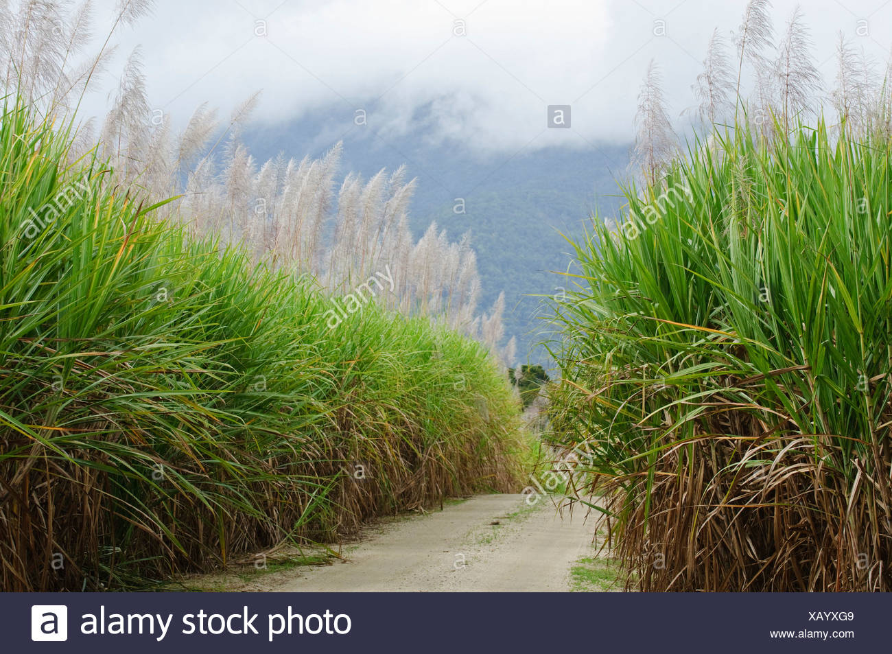 Sugar Cane Cultivation High Resolution Stock Photography and Images - Alamy