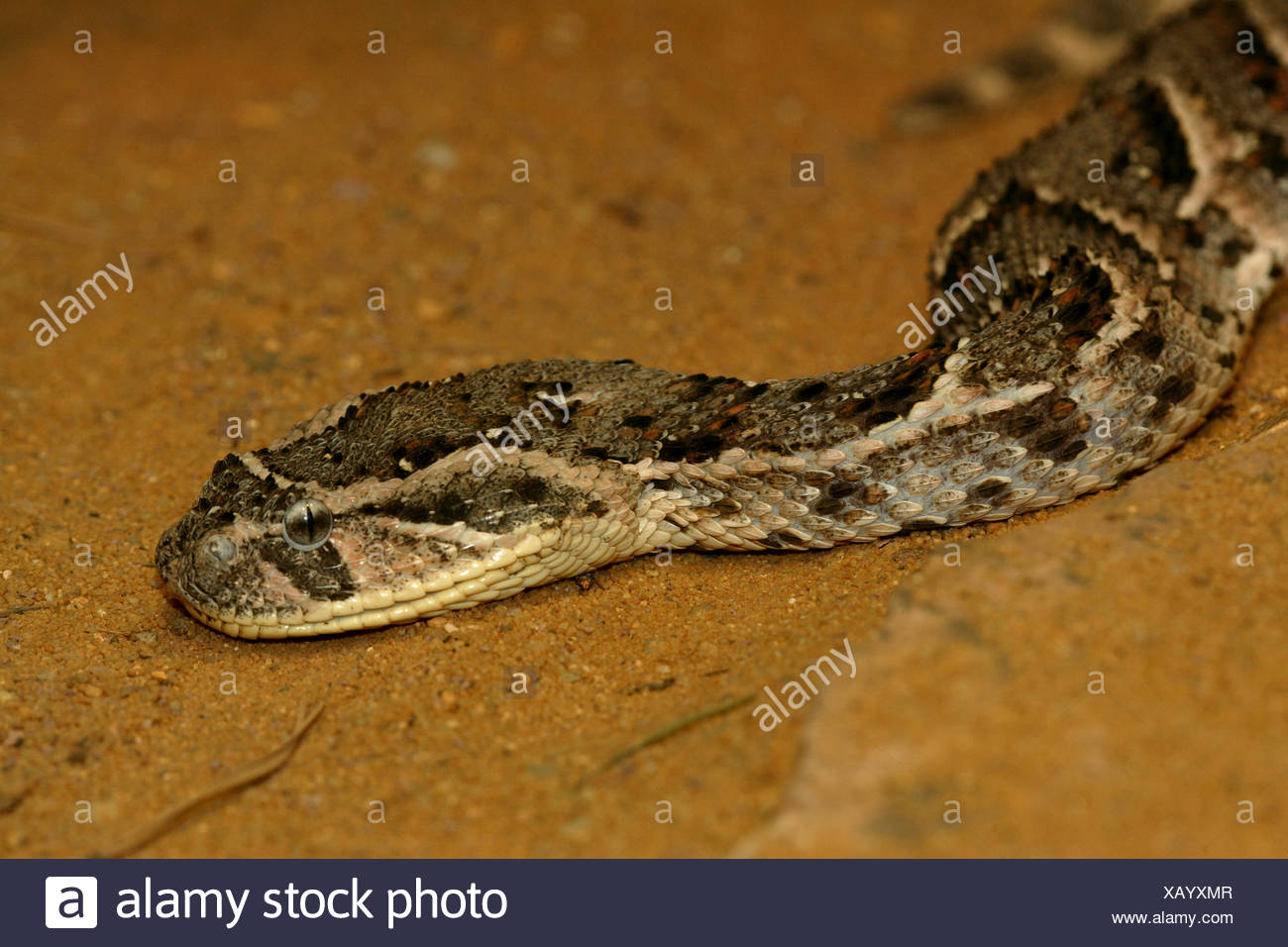 African Adders High Resolution Stock Photography and Images - Alamy