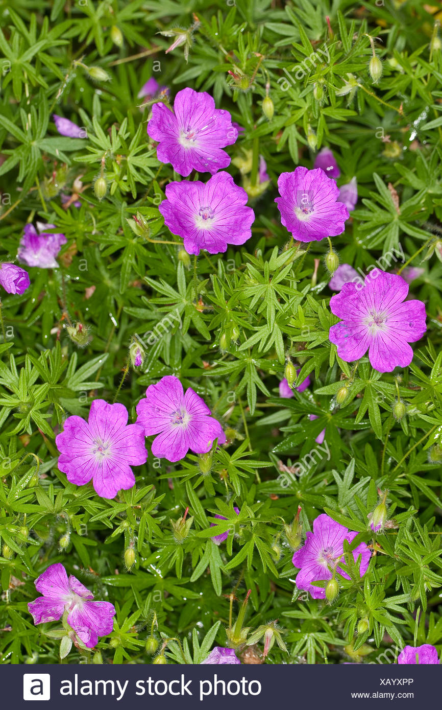 Blood Red Cranesbill Geranium High Resolution Stock Photography and ...