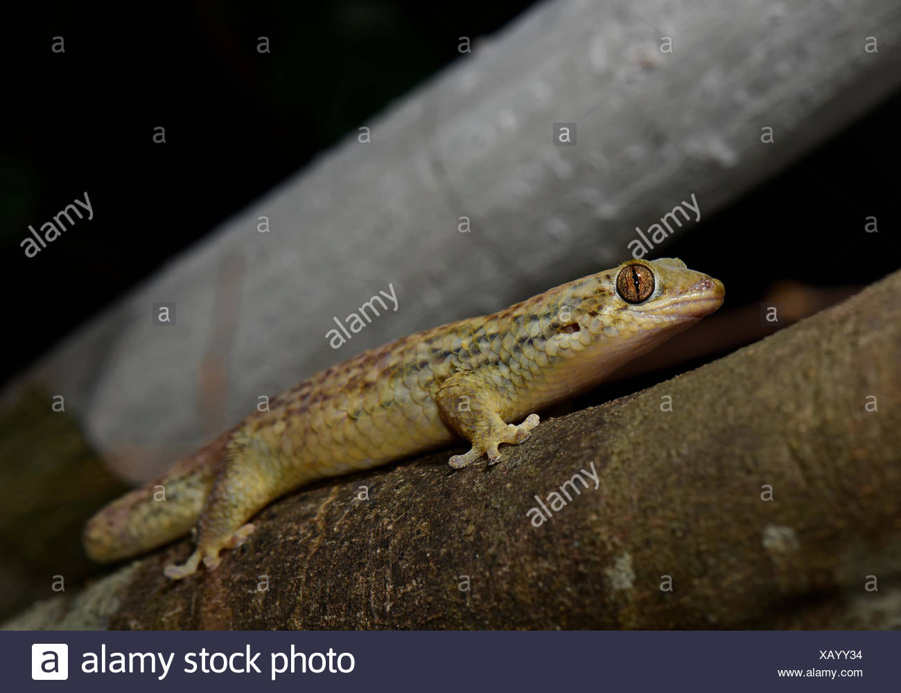 Fish Scale Stock Photos & Fish Scale Stock Images - Alamy