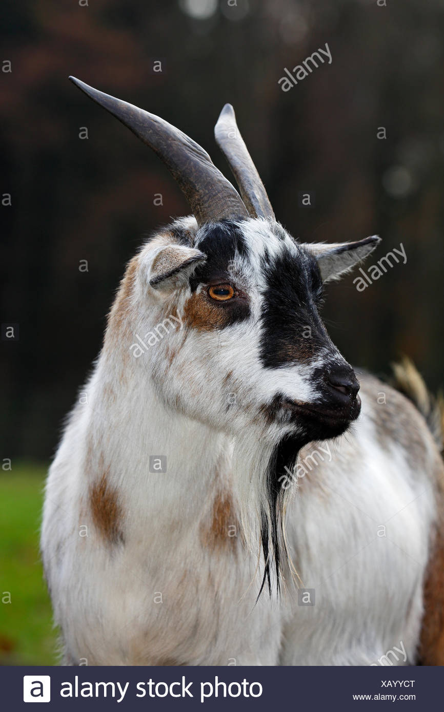 African Goat High Resolution Stock Photography and Images - Alamy