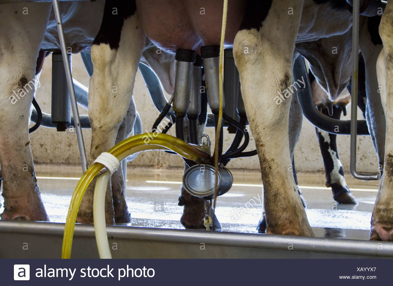 Cow Udders Stock Photos & Cow Udders Stock Images - Alamy