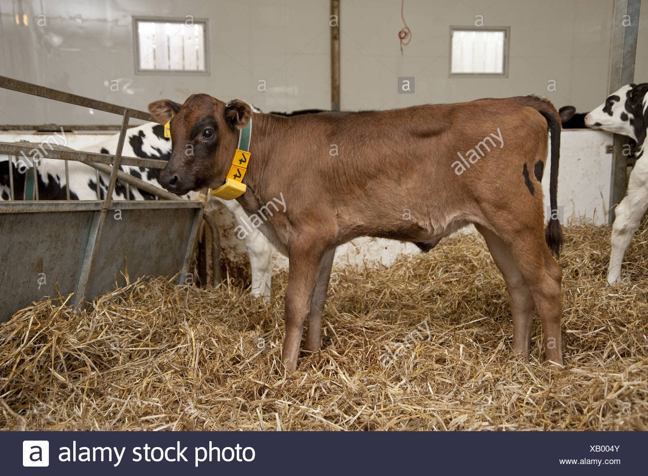 Wagyu Beef Farm High Resolution Stock Photography and Images - Alamy