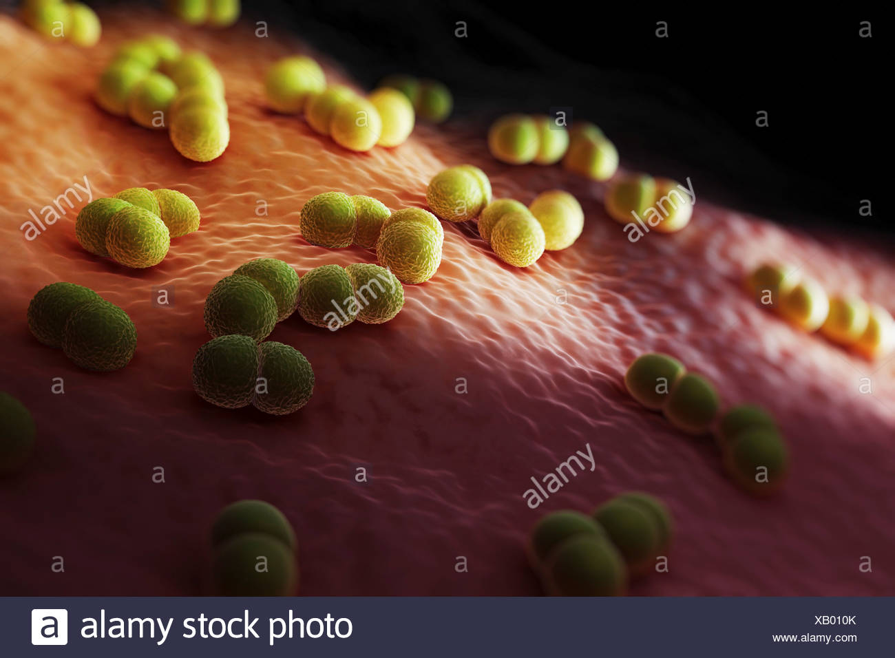 Neisseria Meningitidis High Resolution Stock Photography and Images - Alamy