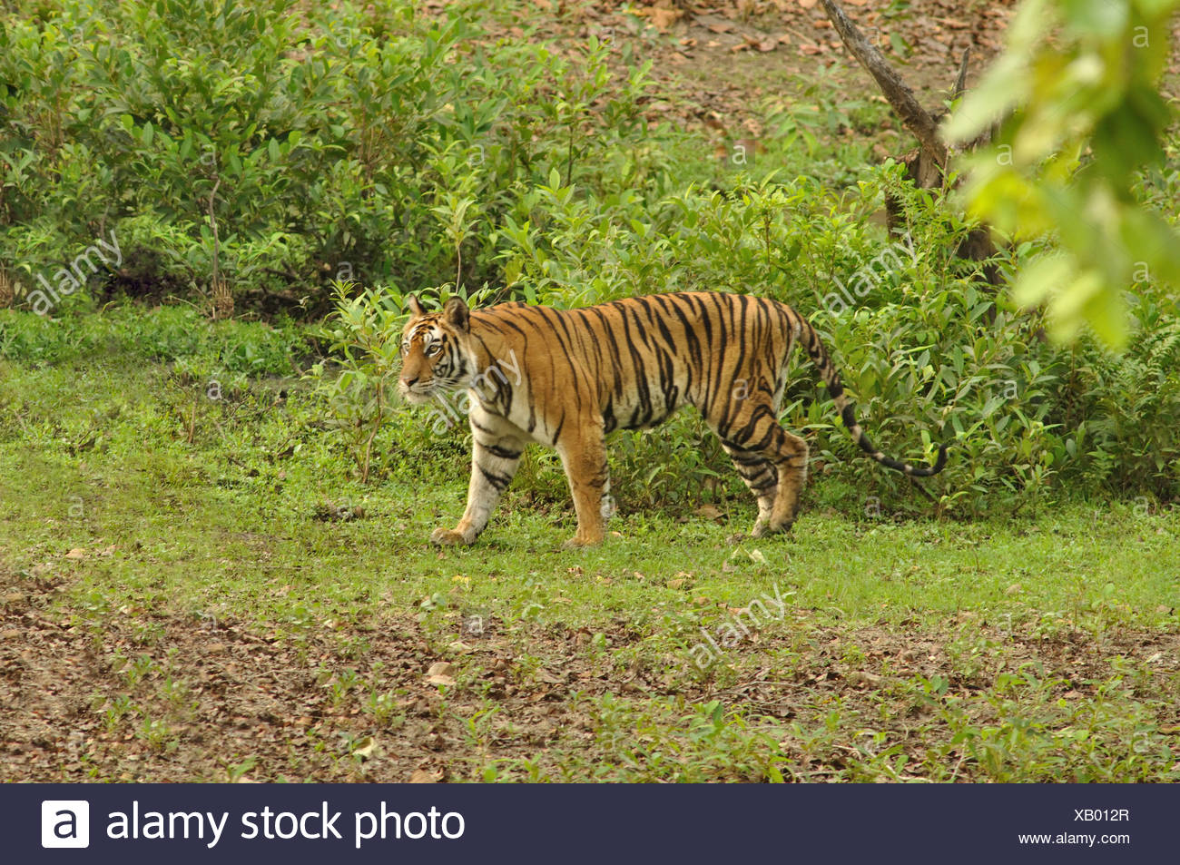 Bangladesh Tiger Stock Photos & Bangladesh Tiger Stock Images - Alamy