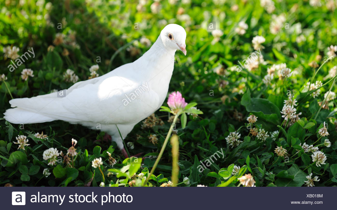 White Dove High Resolution Stock Photography and Images - Alamy