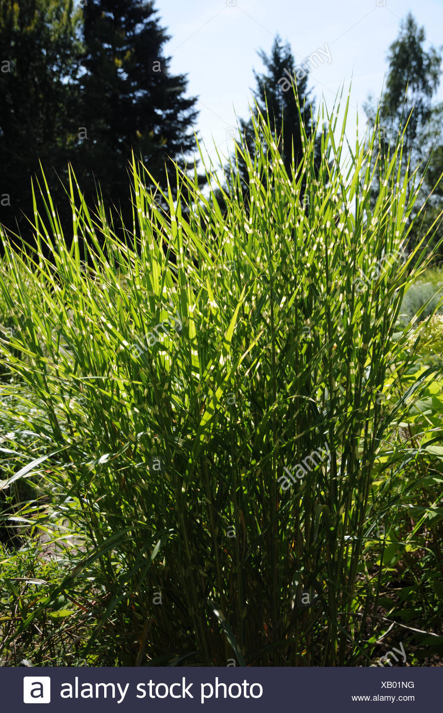 Chinese Silver Gras High Resolution Stock Photography and Images - Alamy