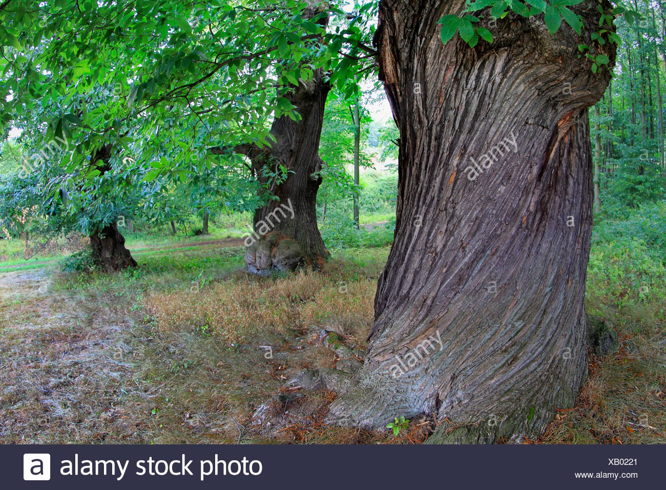Sweet Chestnut Trunk High Resolution Stock Photography and Images - Alamy