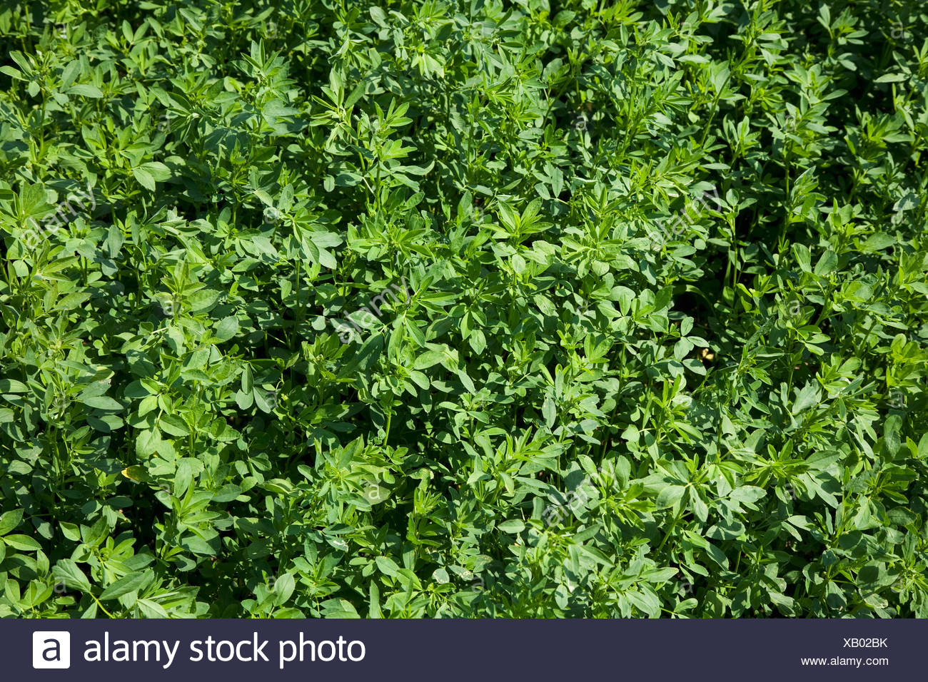Roundup Ready Crops High Resolution Stock Photography and Images - Alamy