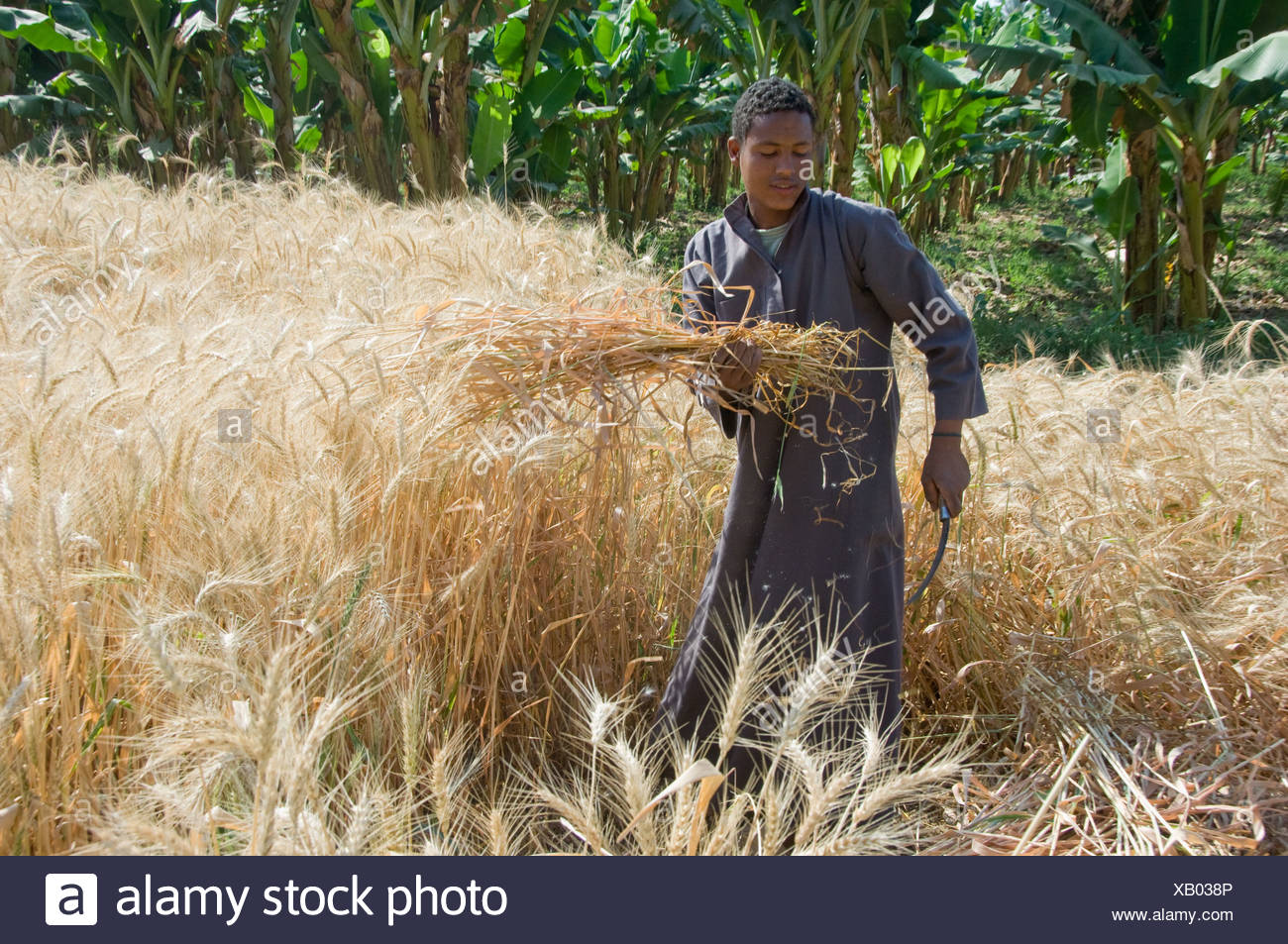 Sickle Harvesting High Resolution Stock Photography and Images - Alamy