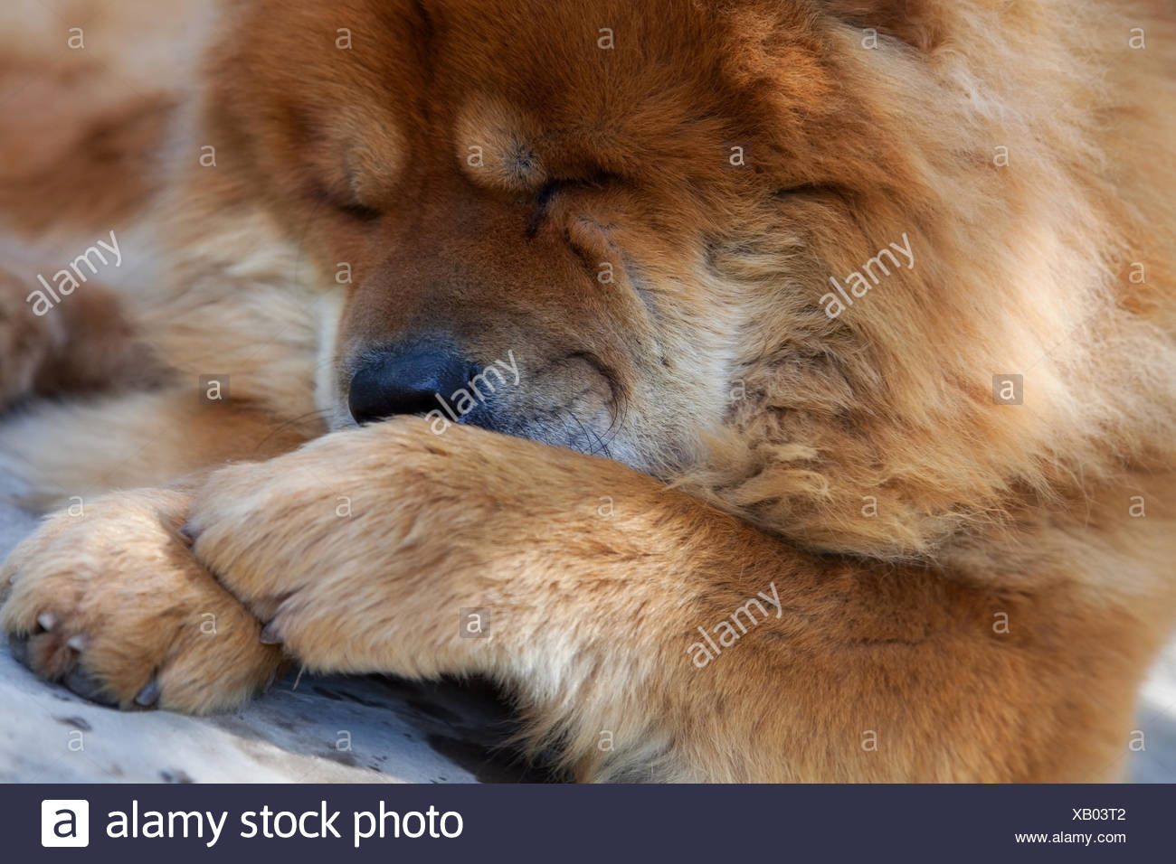 Chinese Guard Dog High Resolution Stock Photography and Images - Alamy
