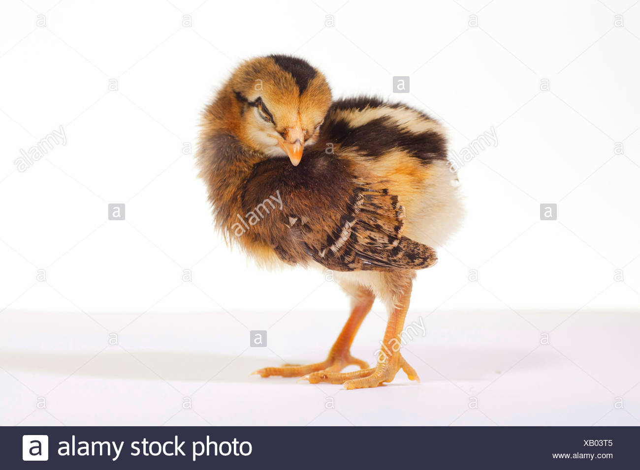 Rumpless Chicken High Resolution Stock Photography and Images - Alamy